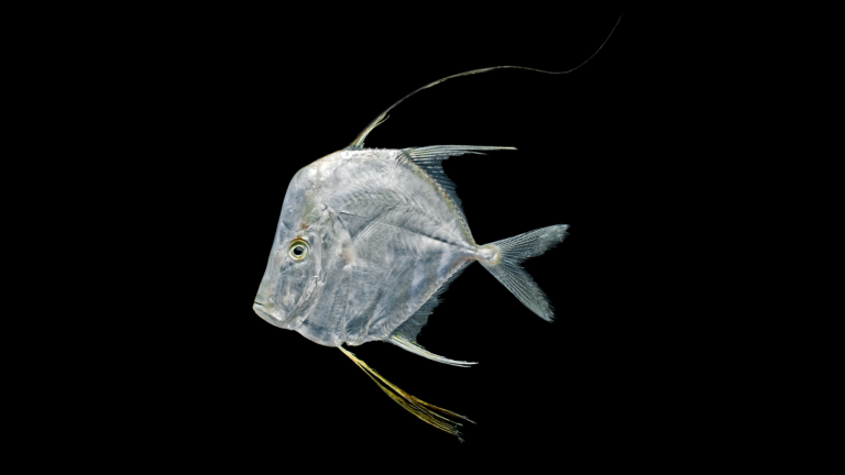 Selene vomer » NCFishes.com