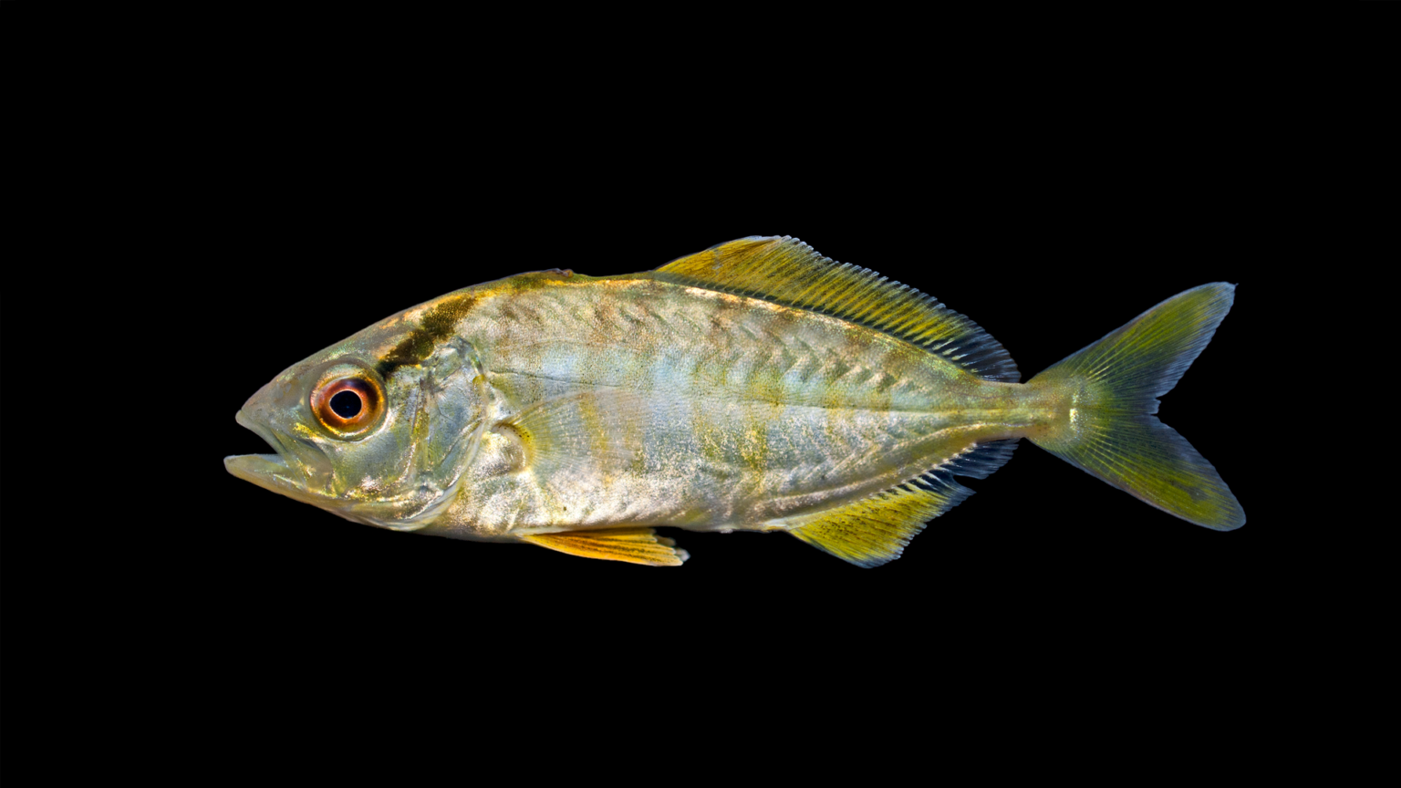 Seriola dumerili » NCFishes.com