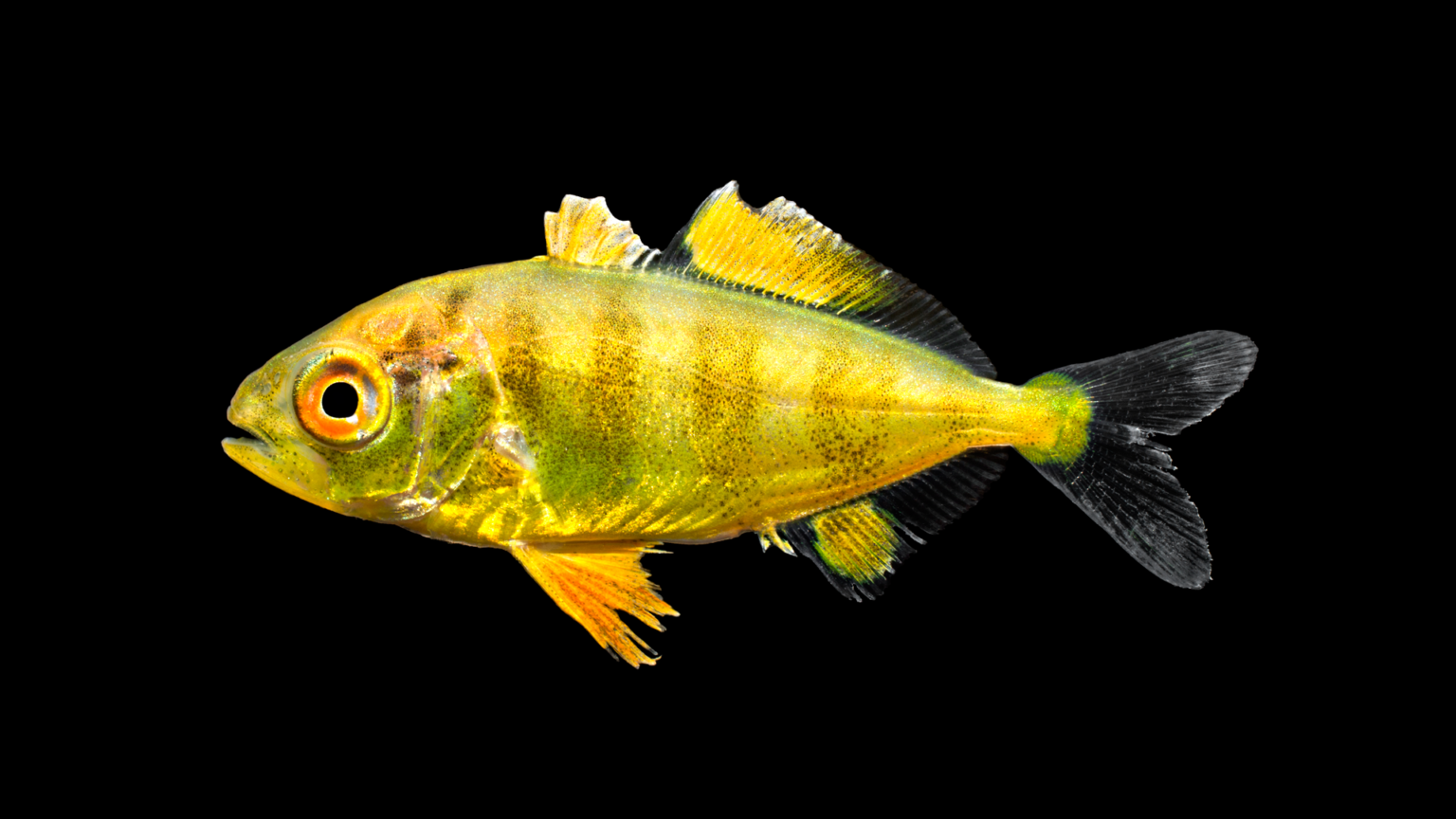 Seriola dumerili » NCFishes.com