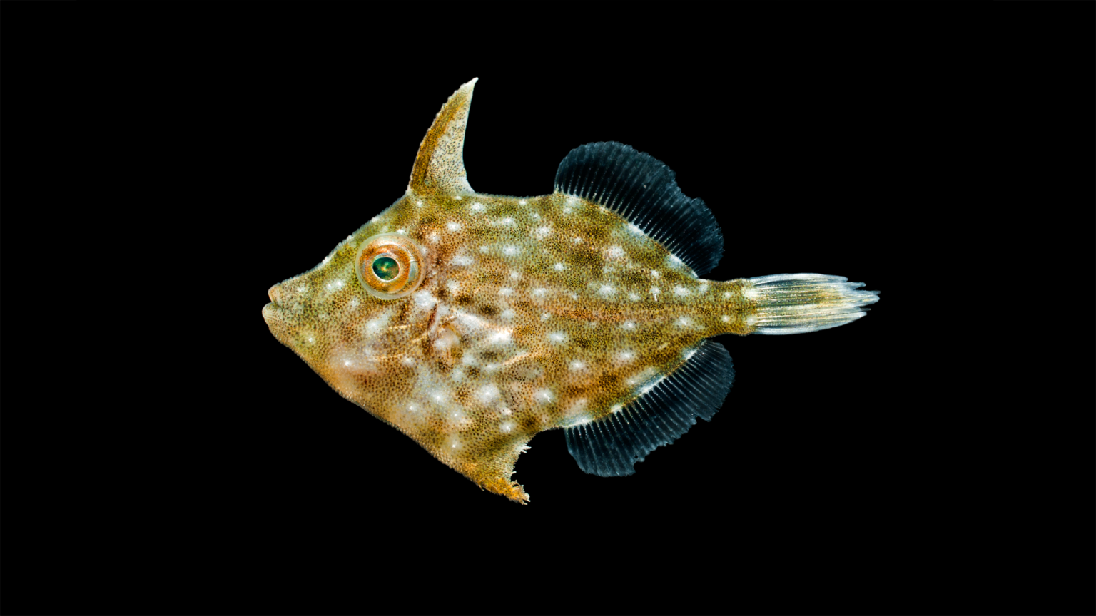 Stephanolepis hispida » NCFishes.com