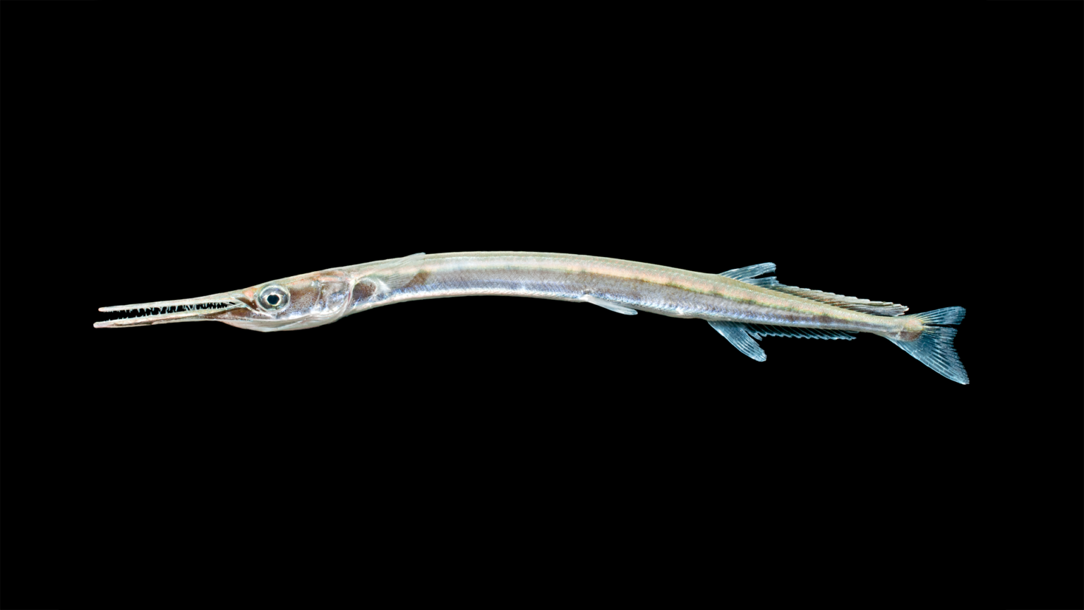 Tylosurus crocodilus » NCFishes.com