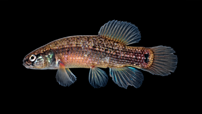 Freshwater Fishes Gallery » NCFishes.com