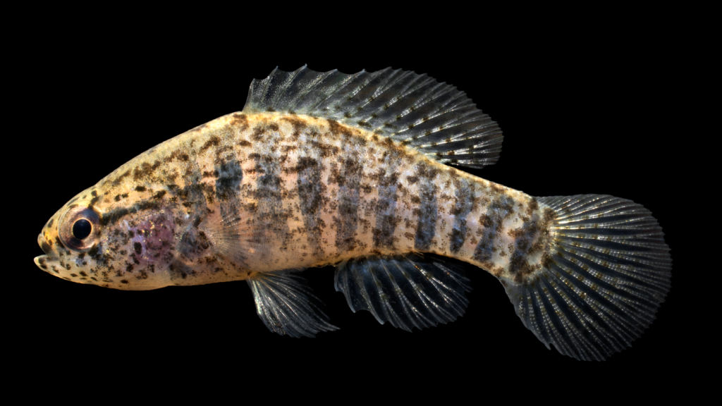 Elassoma boehlkei » NCFishes.com