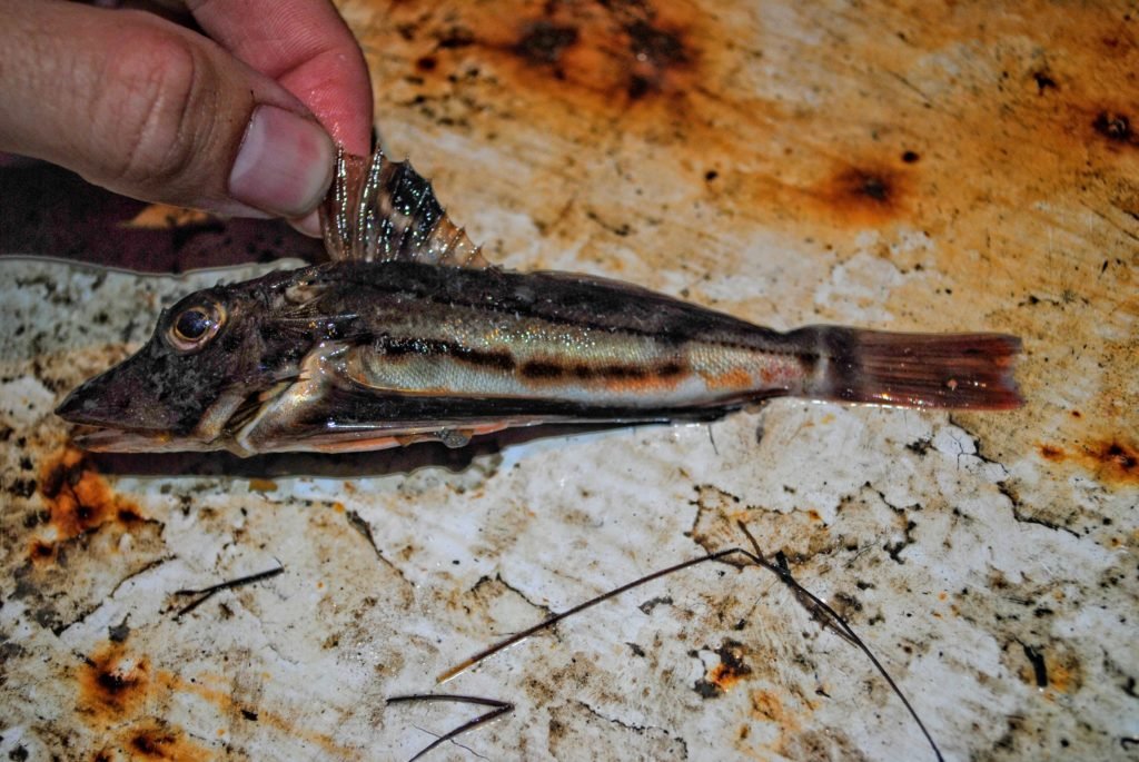 Prionotus evolans » NCFishes.com