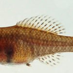 Elassoma boehlkei » NCFishes.com