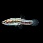 Heterandria formosa » NCFishes.com