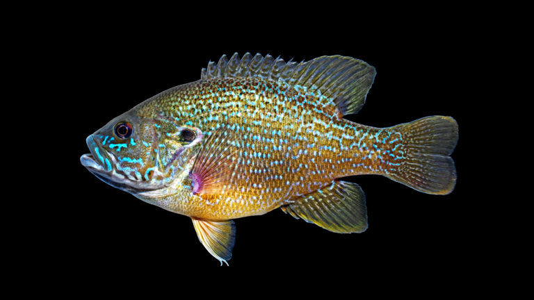 Freshwater Fishes Gallery » NCFishes.com