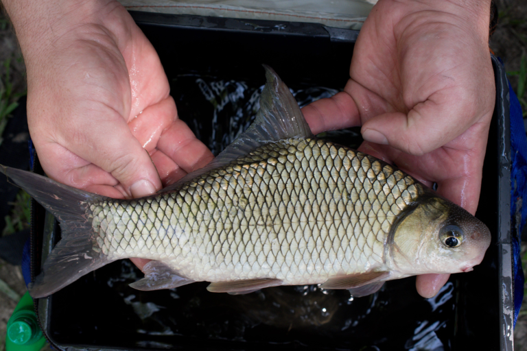 Carpiodes carpio » NCFishes.com