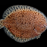 Trinectes maculatus » NCFishes.com