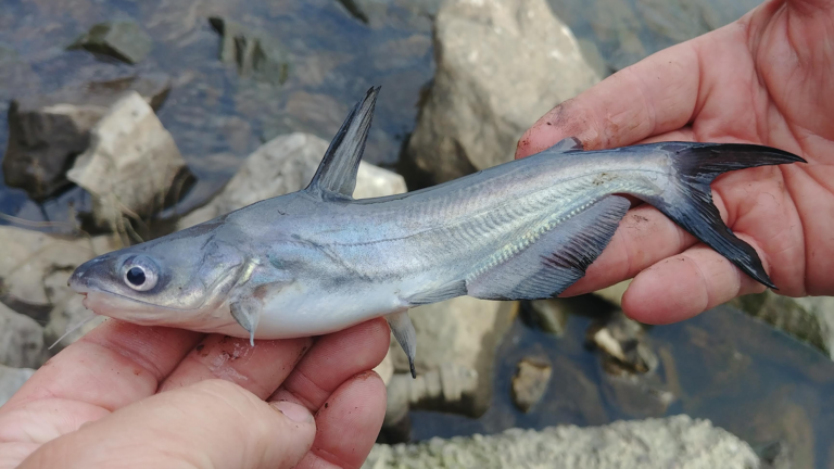 Ictalurus furcatus » NCFishes.com