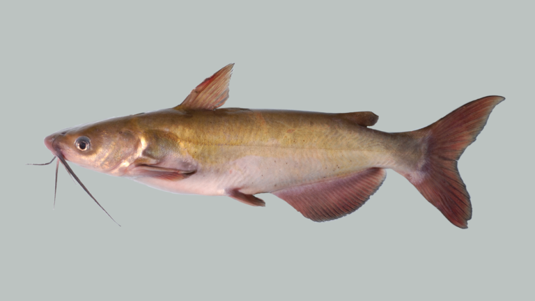 Ictalurus punctatus » NCFishes.com