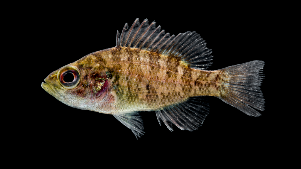 Lepomis gulosus » NCFishes.com
