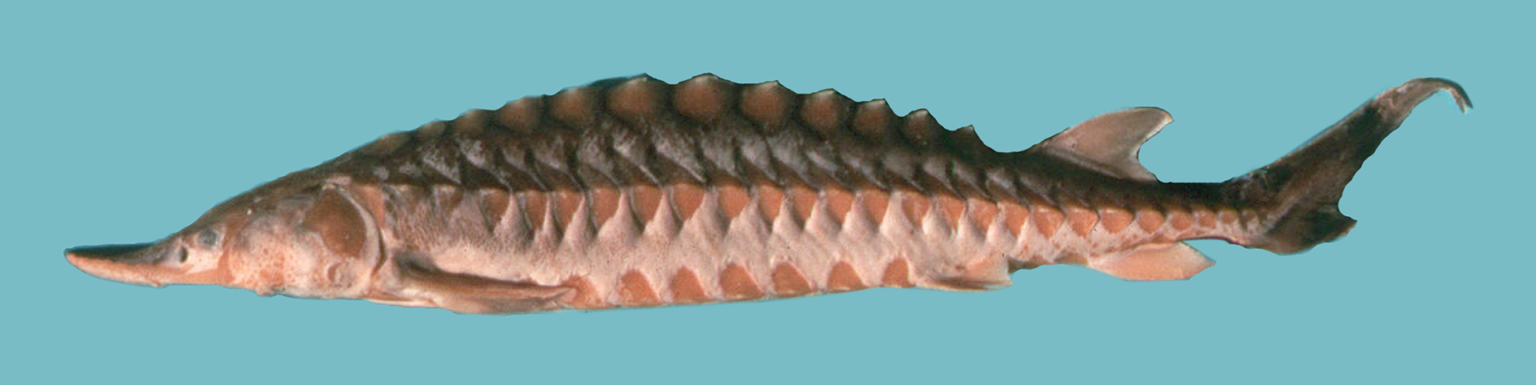 Acipenser brevirostrum » NCFishes.com