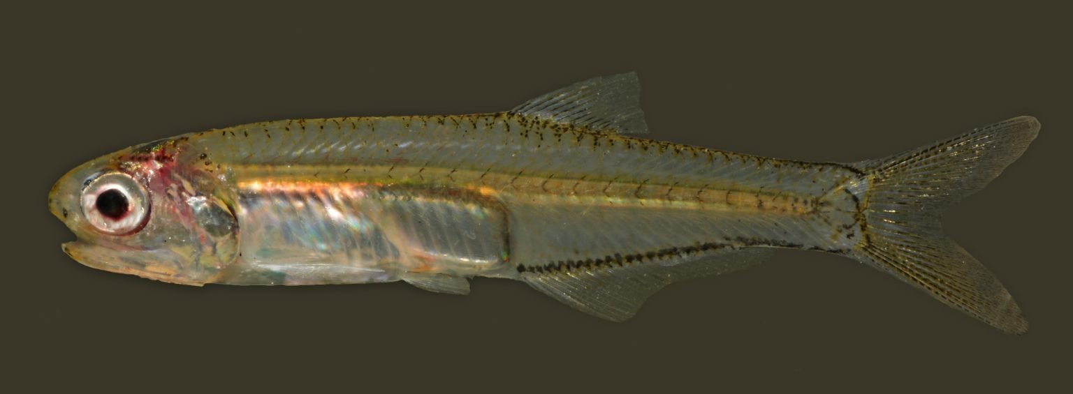 Anchoa hepsetus » NCFishes.com