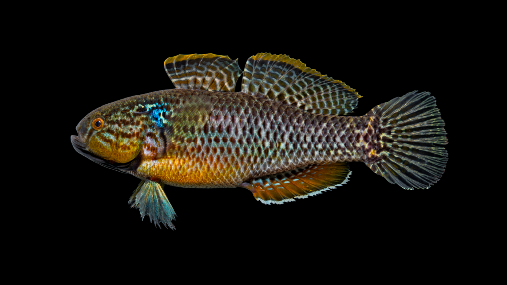 Dormitator maculatus » NCFishes.com