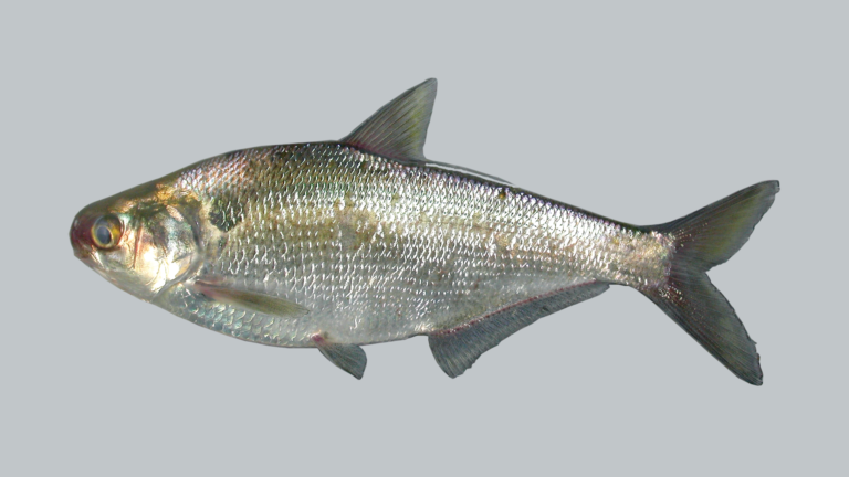 Dorosoma petenense » NCFishes.com