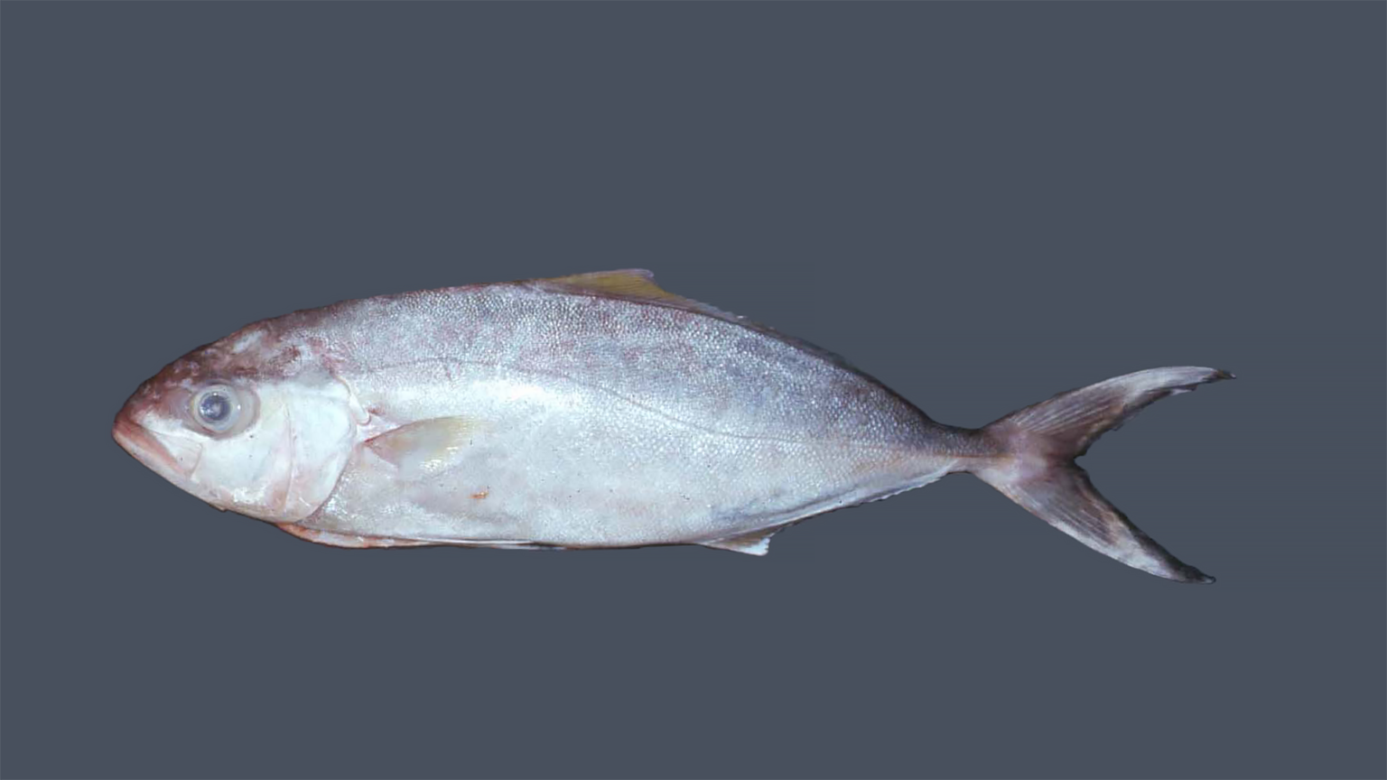 Amberjack Identification » NCFishes.com
