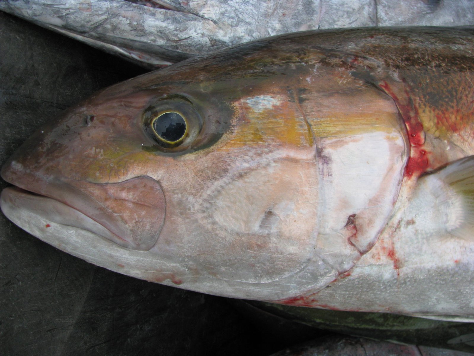 Seriola dumerili » NCFishes.com