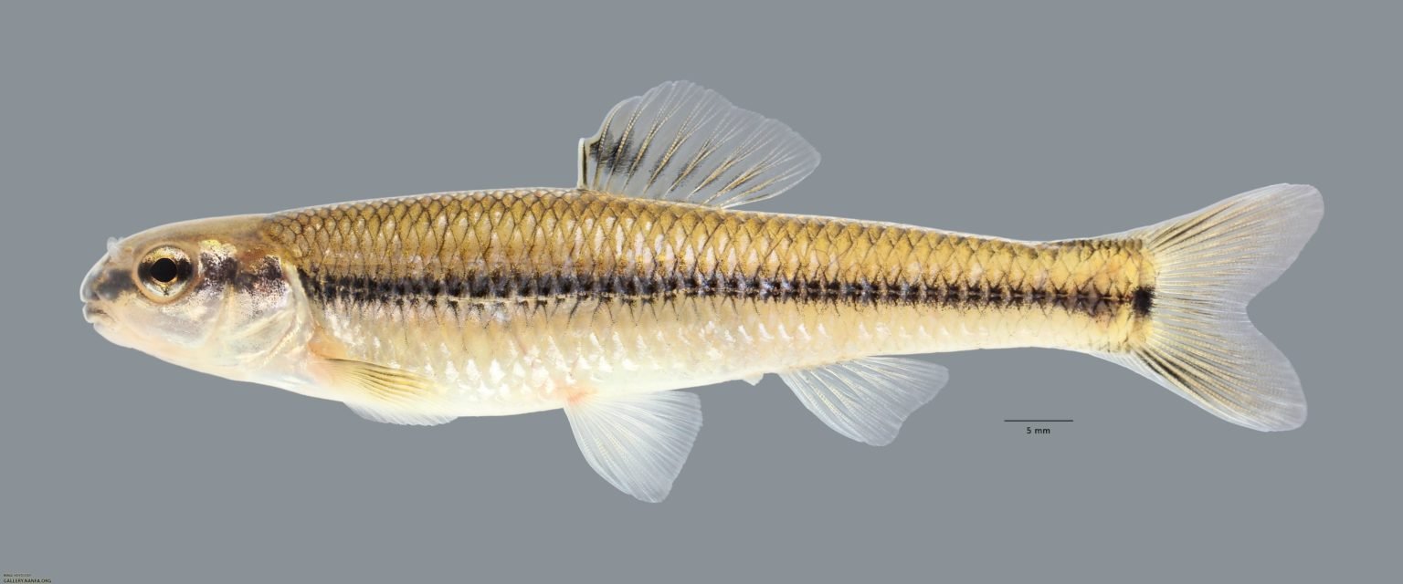 Pimephales notatus » NCFishes.com