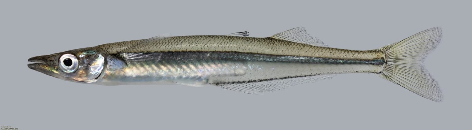 New World Silverside (Family Atherinopsidae) Diversity in North ...