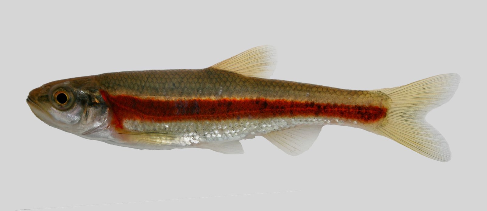 Clinostomus sp. "Smoky" Dace » NCFishes.com