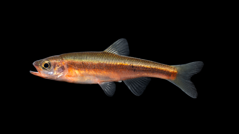 Freshwater Fishes Gallery » NCFishes.com