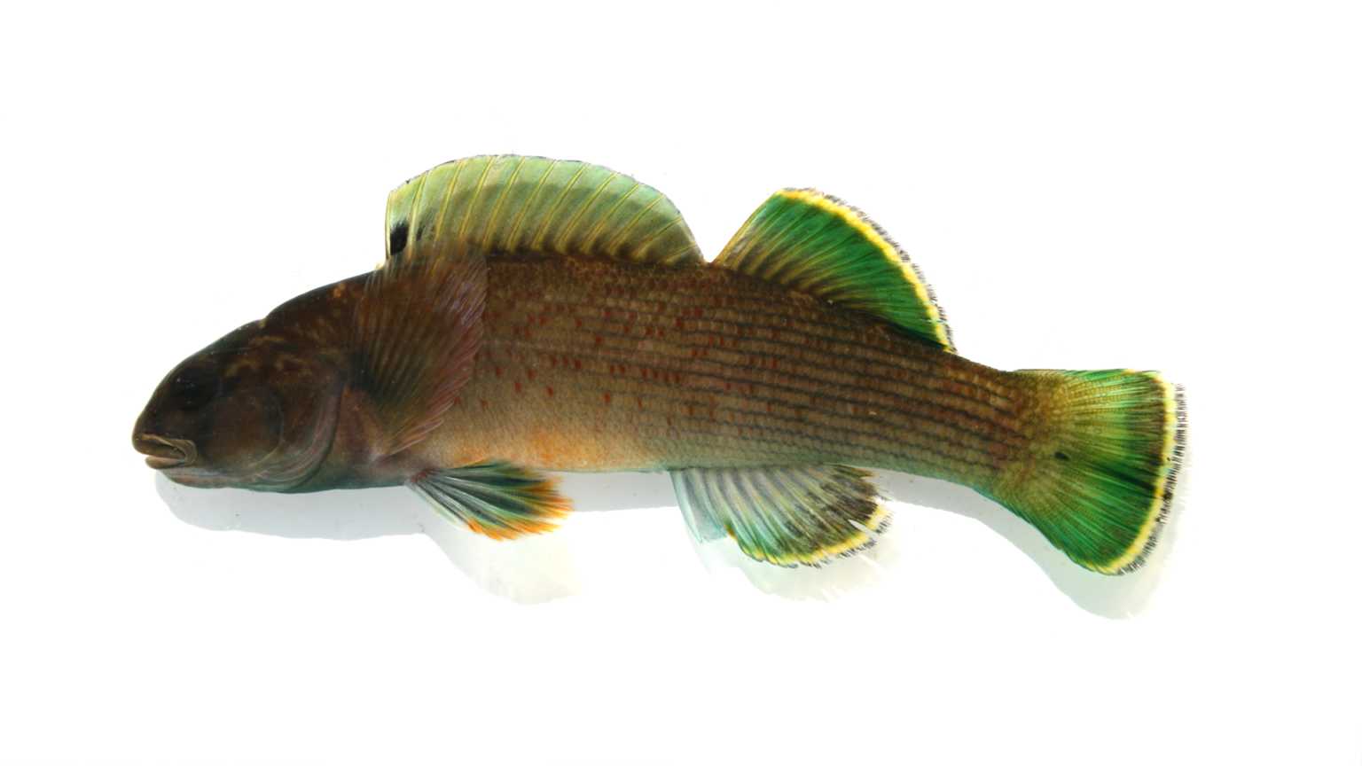 Nothonotus chlorobranchius » NCFishes.com