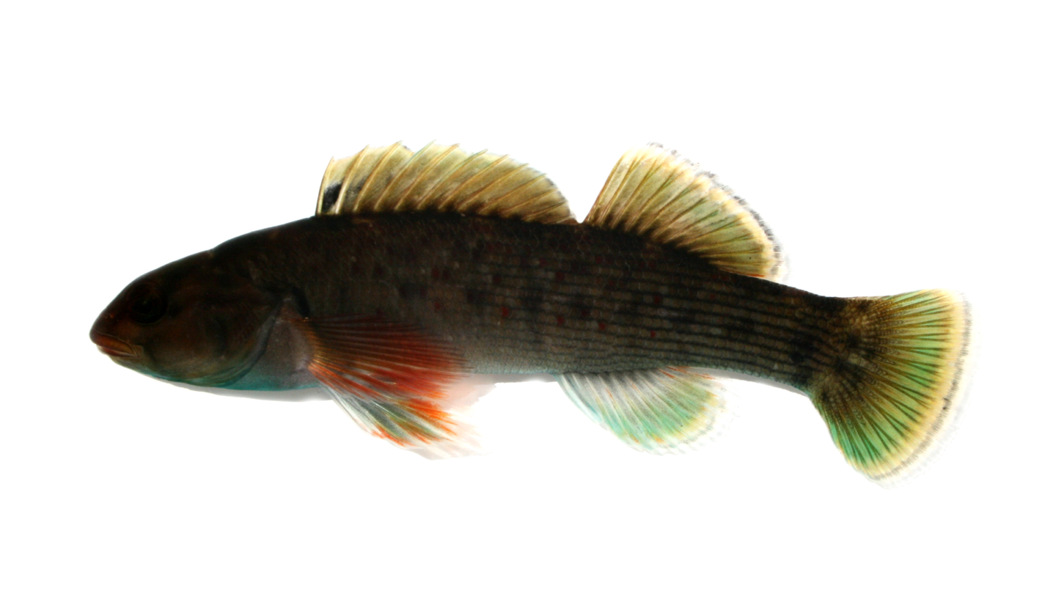 Nothonotus chlorobranchius » NCFishes.com