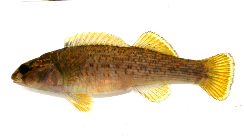 Nothonotus chlorobranchius » NCFishes.com