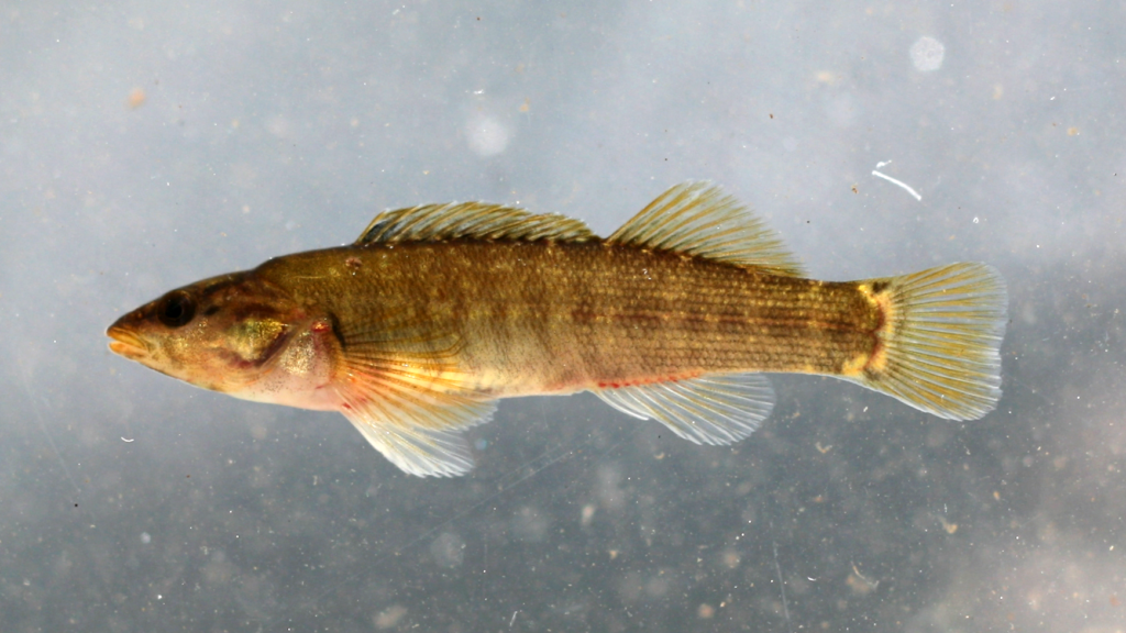 Nothonotus acuticeps » NCFishes.com