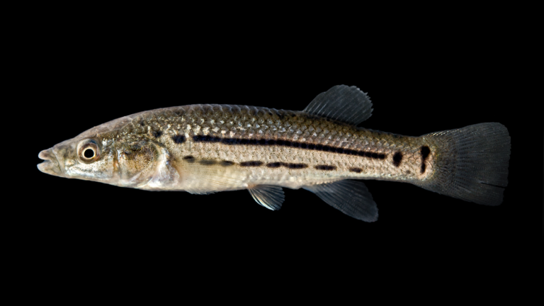 Fundulus heteroclitus » NCFishes.com