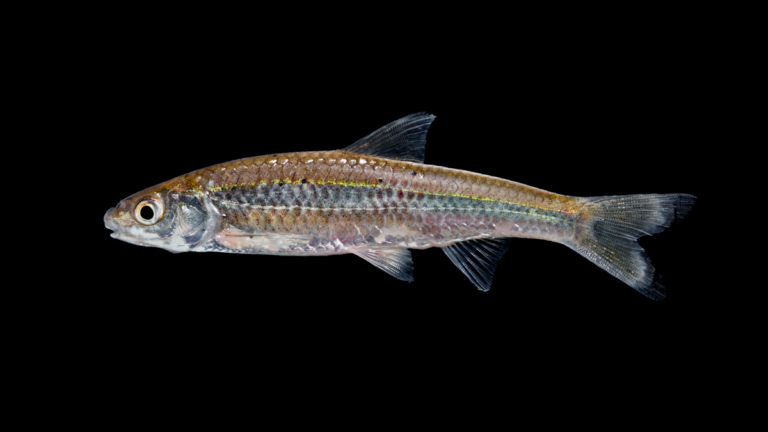 Hybognathus regius » NCFishes.com