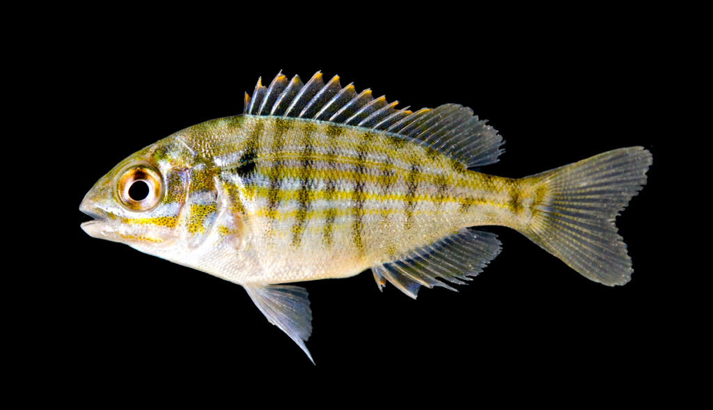Lagodon rhomboides » NCFishes.com