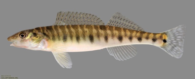 Percina caprodes » NCFishes.com