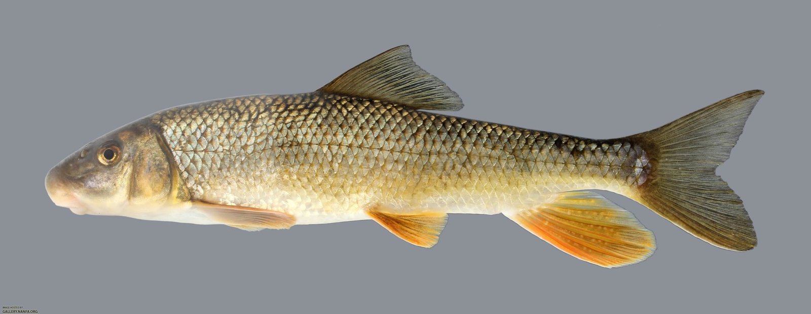 Moxostoma duquesnei » NCFishes.com