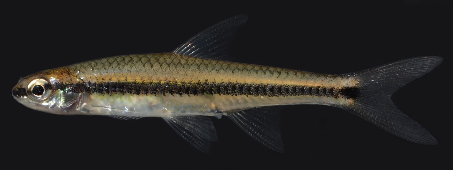 Notropis bifrenatus » NCFishes.com