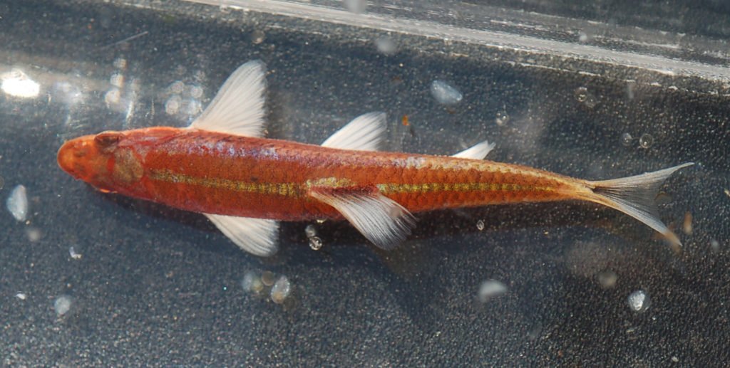 Hydrophlox chlorocephalus » NCFishes.com