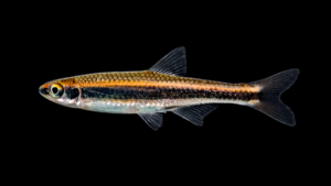 Alburnops chalybaeus » NCFishes.com