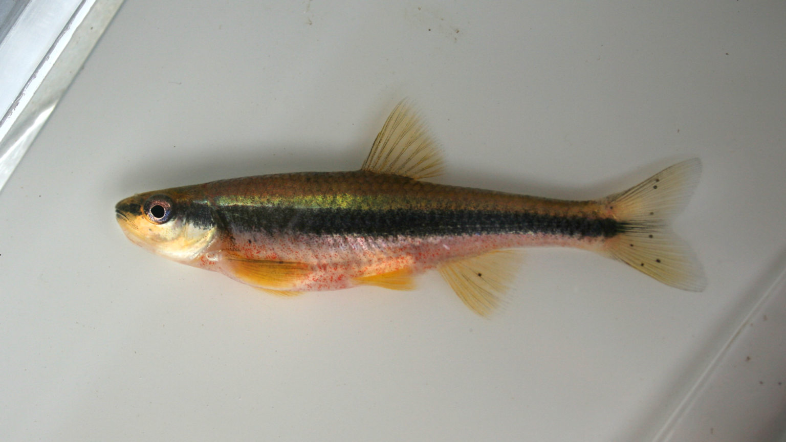 Hydrophlox lutipinnis » NCFishes.com