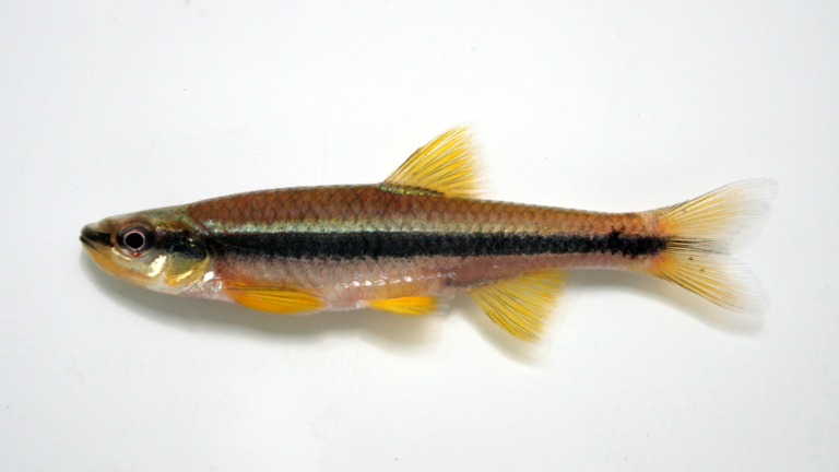 Hydrophlox lutipinnis » NCFishes.com