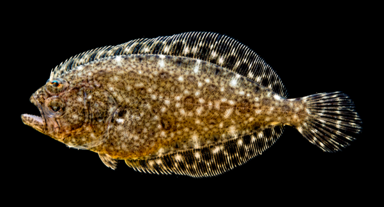 Paralichthys lethostigma » NCFishes.com
