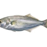 Pomatomus saltatrix » NCFishes.com