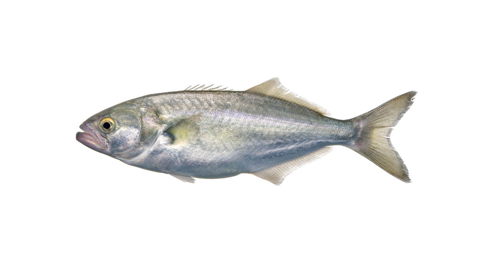 Pomatomus saltatrix » NCFishes.com