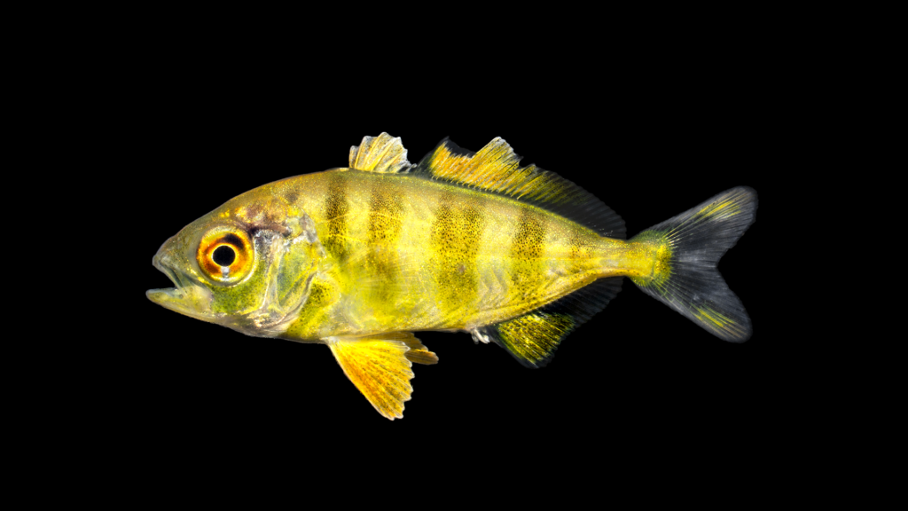 Seriola dumerili » NCFishes.com