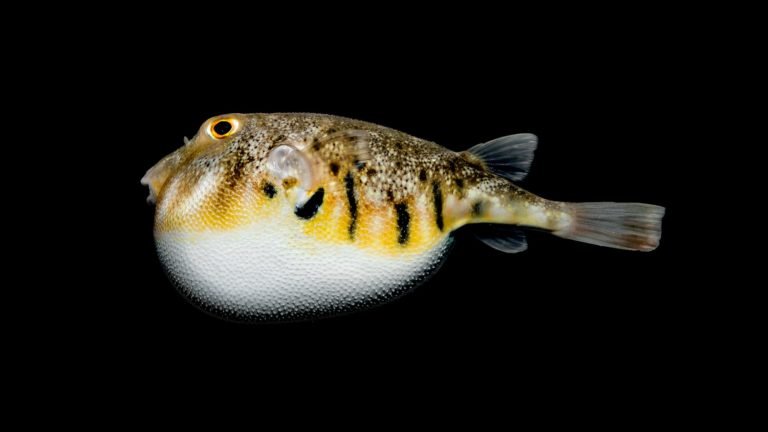 Sphoeroides spengleri » NCFishes.com