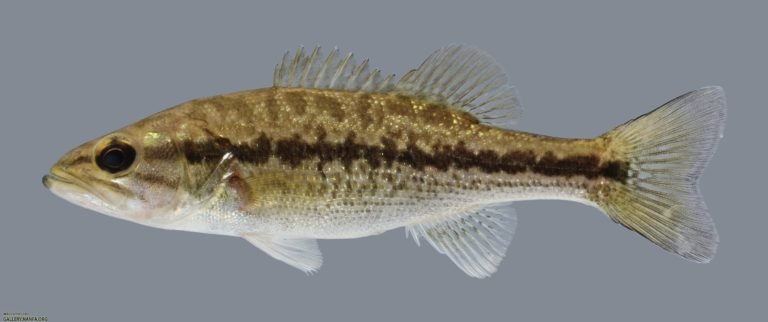 Micropterus dolomieu » NCFishes.com