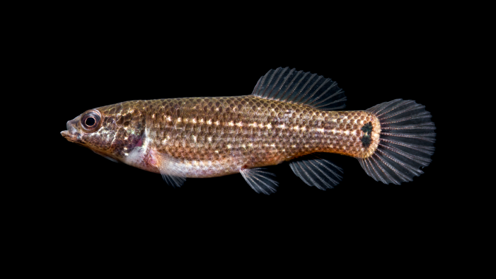 Umbra pygmaea » NCFishes.com