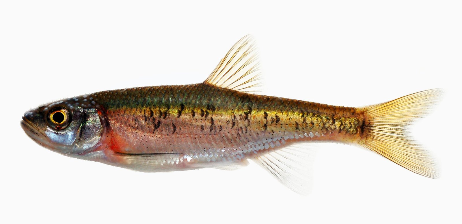 Clinostomus sp. "Smoky" Dace » NCFishes.com