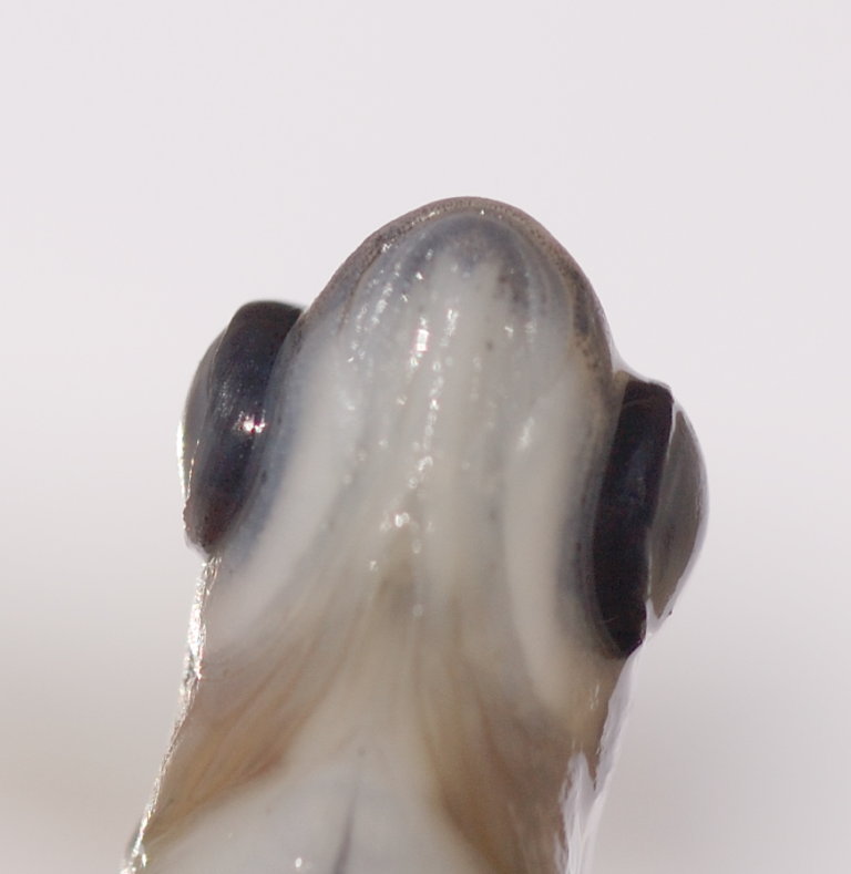 Alburnops chalybaeus » NCFishes.com