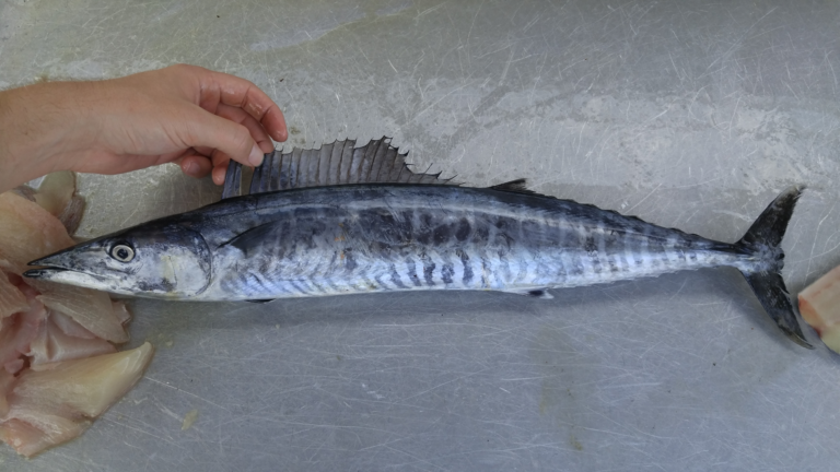 Acanthocybium solandri » NCFishes.com
